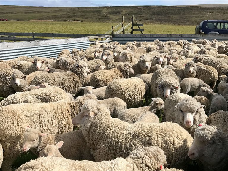 Falkland Wool Growers